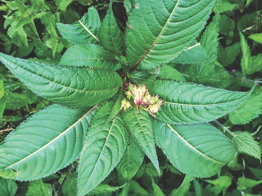 Lesser Slave River | Weed Monitoring