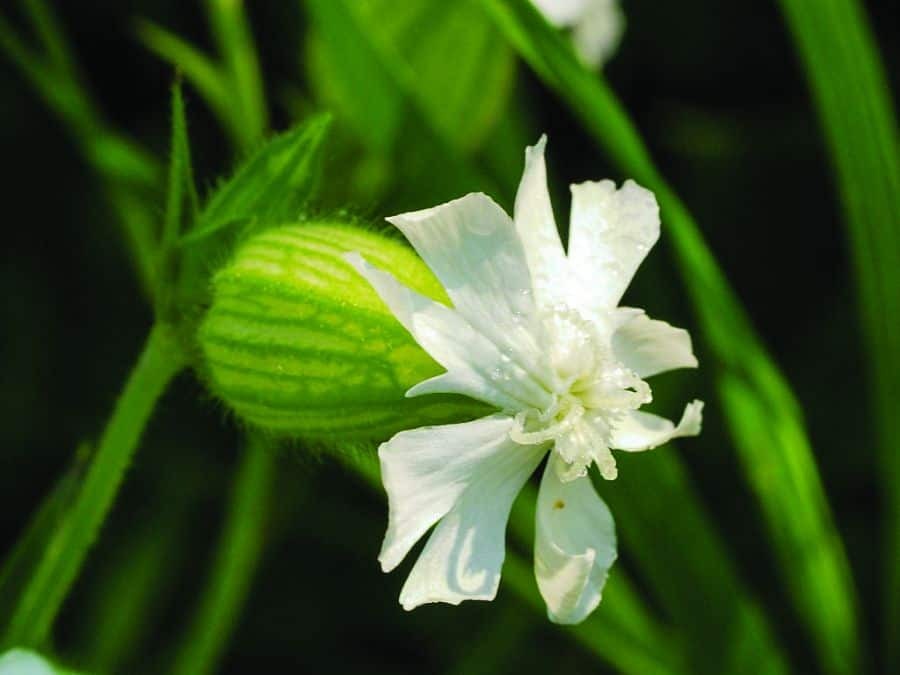 Lesser Slave River | Weed Monitoring