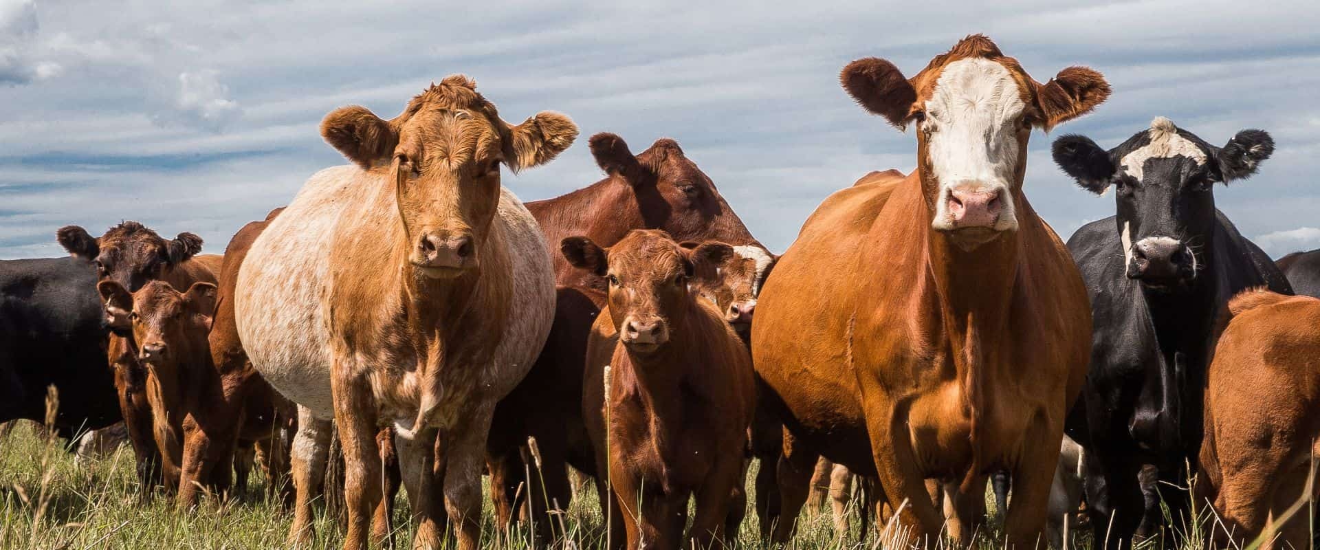 Lesser Slave River | Manure Management