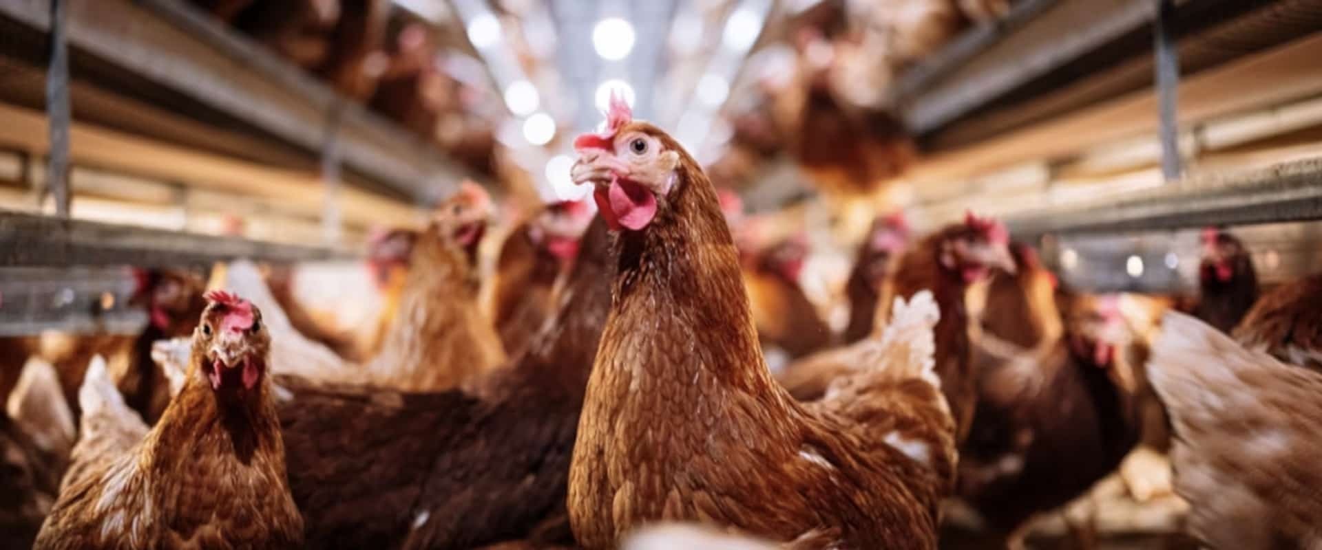 Lesser Slave River | Livestock Management Resources