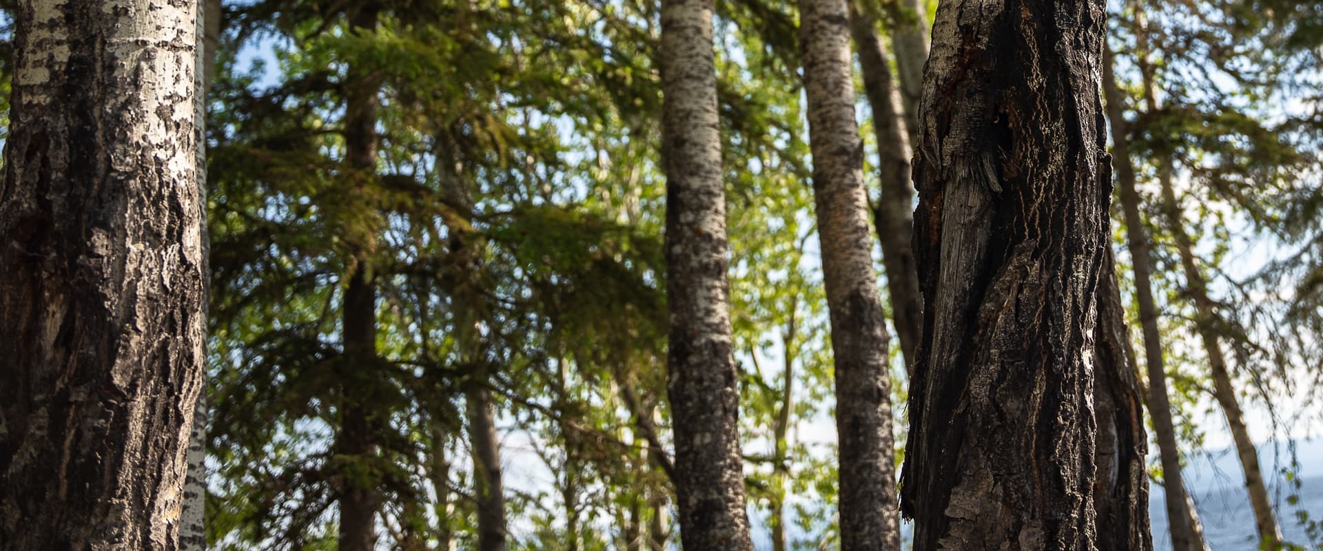 Lesser Slave River | Bench & Tree Dedication Program