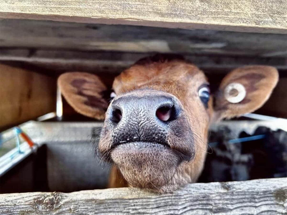 Lesser Slave River | Homepage